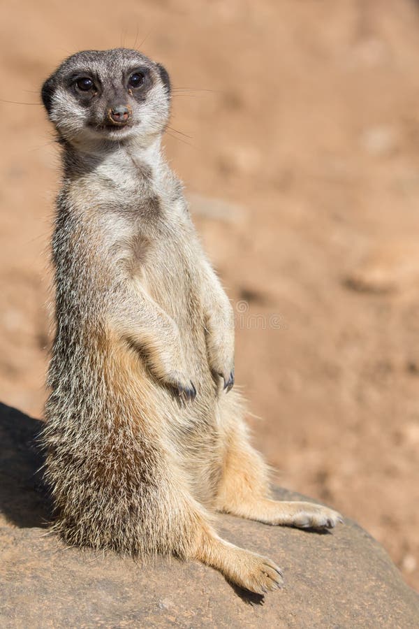 Cute Suricate or Meerkat stock image. Image of cute, portrait - 6508539