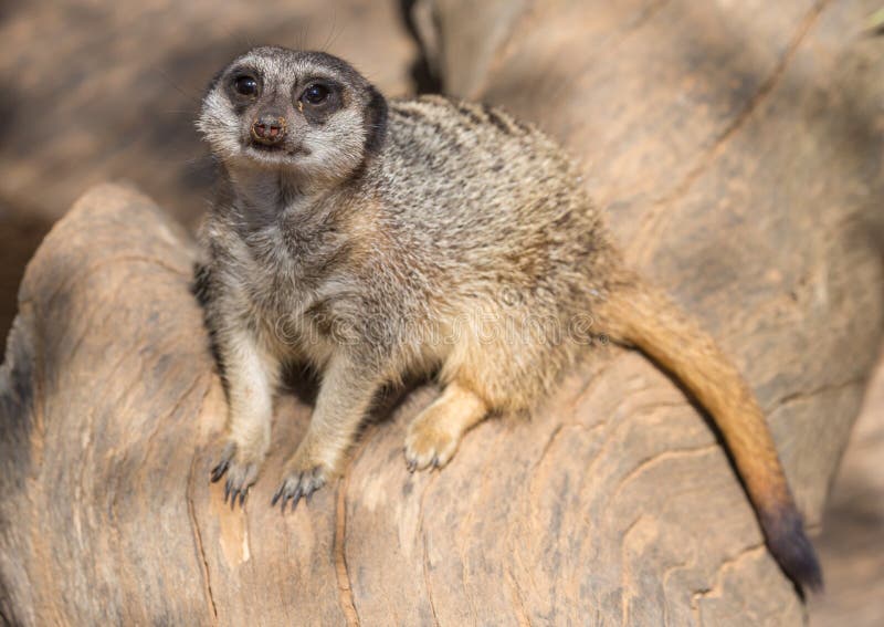 Cute Suricate or Meerkat stock image. Image of cute, portrait - 6508539