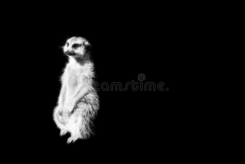 Meerkat Suricate on Black Background Stock Photo - Image of copy, type ...