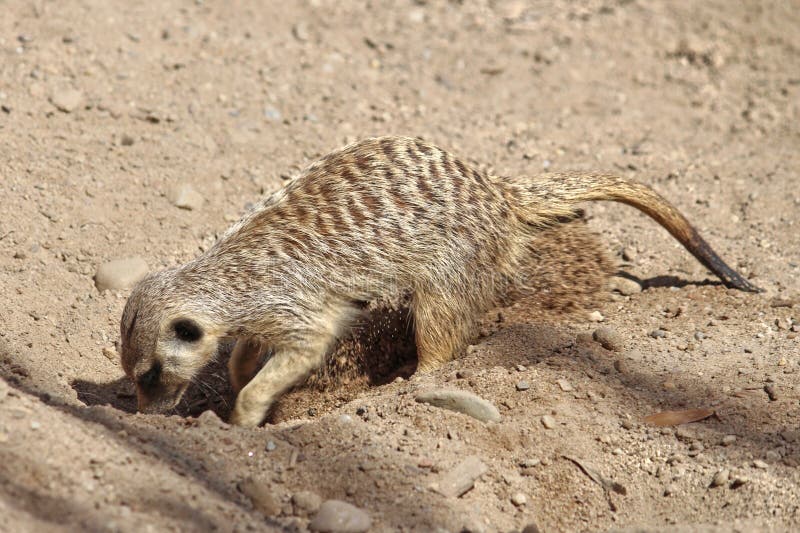 Meerkat or Suricate Foraging for Food in the Sand Stock Photo - Image ...