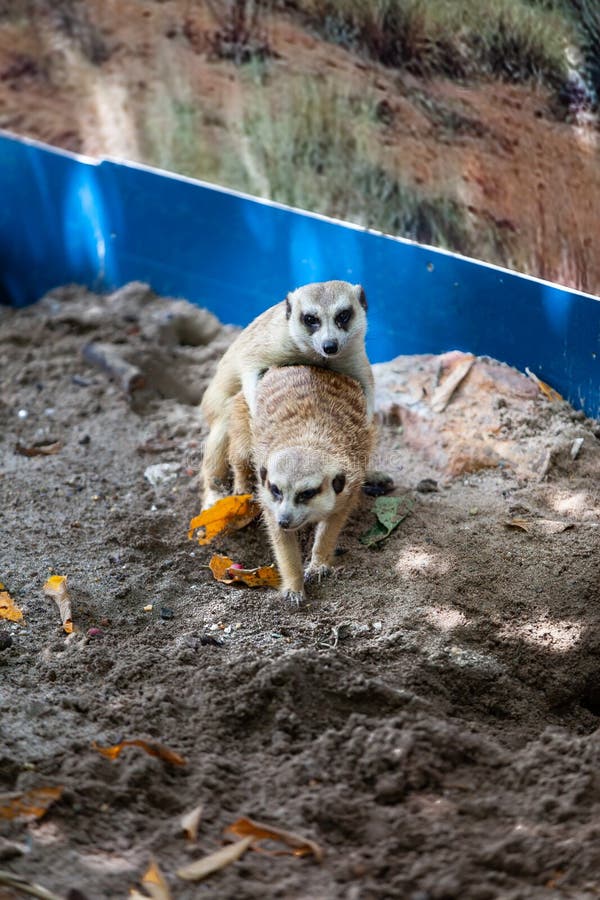 Meerkat, Suricate Mating in the Zoo Park Stock Photo - Image of face ...
