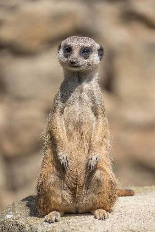 The Meerkat or Suricate Suricata Suricatta Stock Photo - Image of bred ...