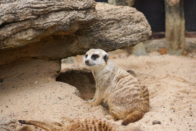 A Fat Meerkat stock photo. Image of beige, meerkat, standing - 27255558