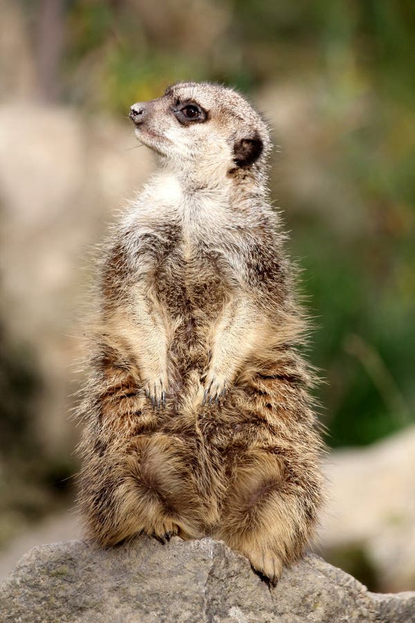 Male Meerkat Or Suricate Standing Guard Stock Image - Image of mammal ...