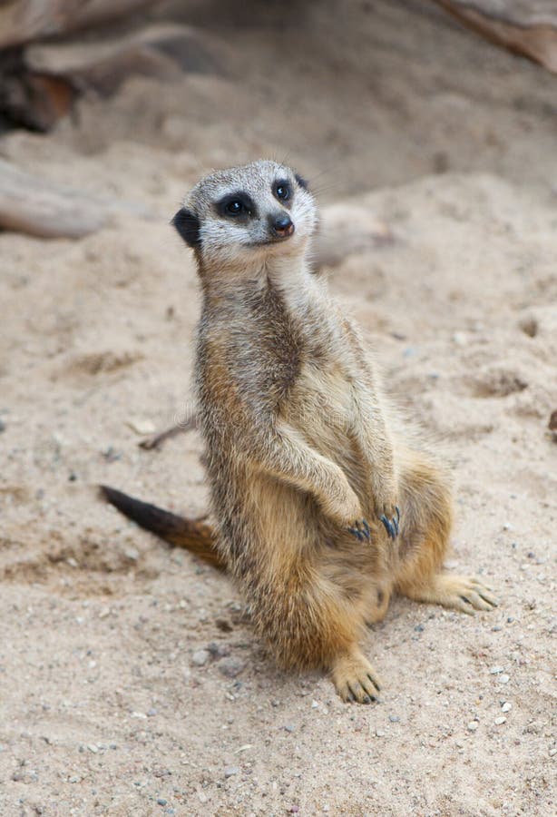 Meerkat (Suricate, Suricata Suricatta) Stock Photo - Image of meerkat ...