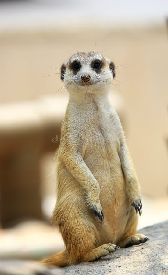 Adorable Suricate Looking Straight To a Camera Stock Image - Image of ...