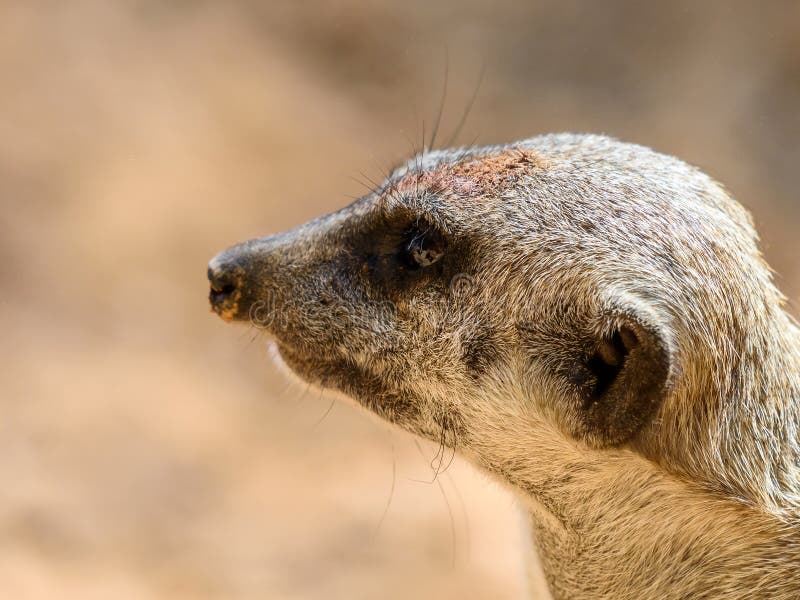 Suricate Suricata Suricatta Meerkat Standing Up Stock Image - Image of ...