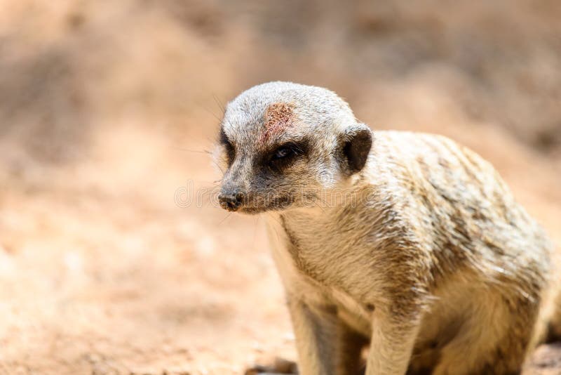 Suricate Suricata Suricatta Meerkat Standing Up Stock Image - Image of ...