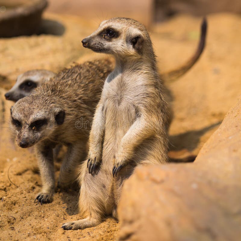 Meerkat or Suricate, Suricata Suricatta Stock Photo - Image of species ...