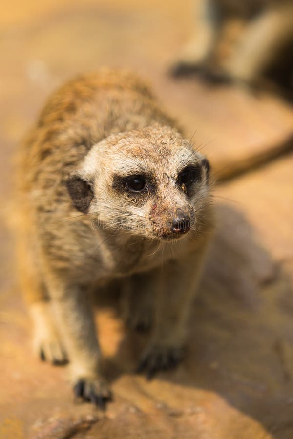 Meerkat or Suricate, Suricata Suricatta Stock Photo - Image of brown ...