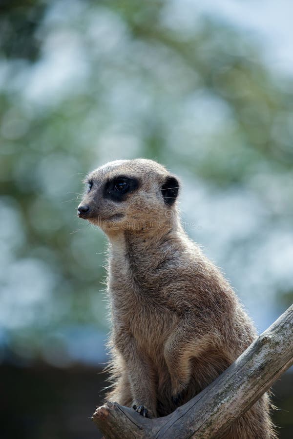 Meerkat or Suricate (Suricata Suricatta) Stock Photo - Image of captive ...
