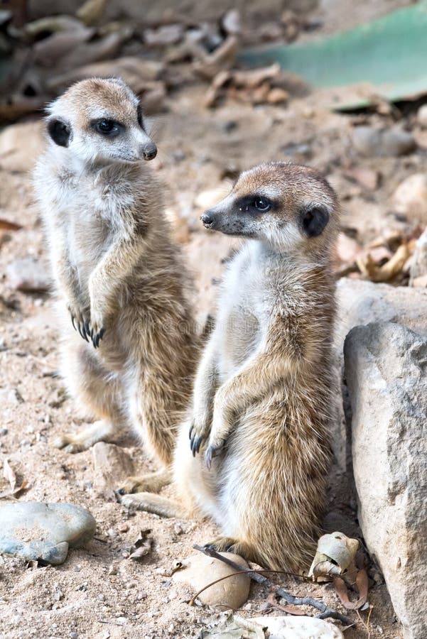 Two Meerkat (suricate) Standing Stock Photo - Image of kalahari, brown ...