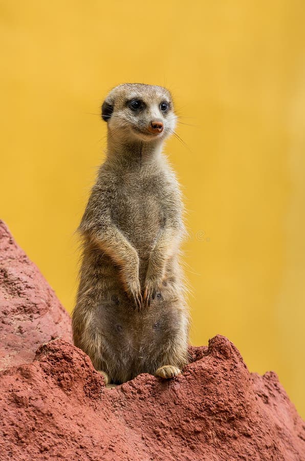 Meerkat / suricate stock image. Image of kalahari, glance - 30715815
