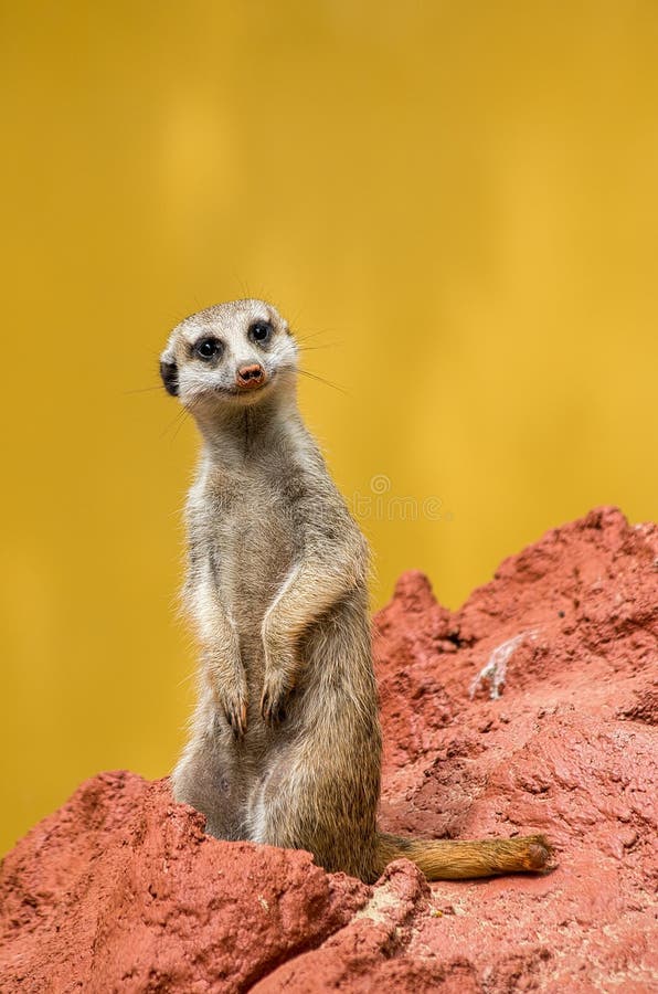 Meerkat / suricate stock photo. Image of mammals, suricates - 30715828