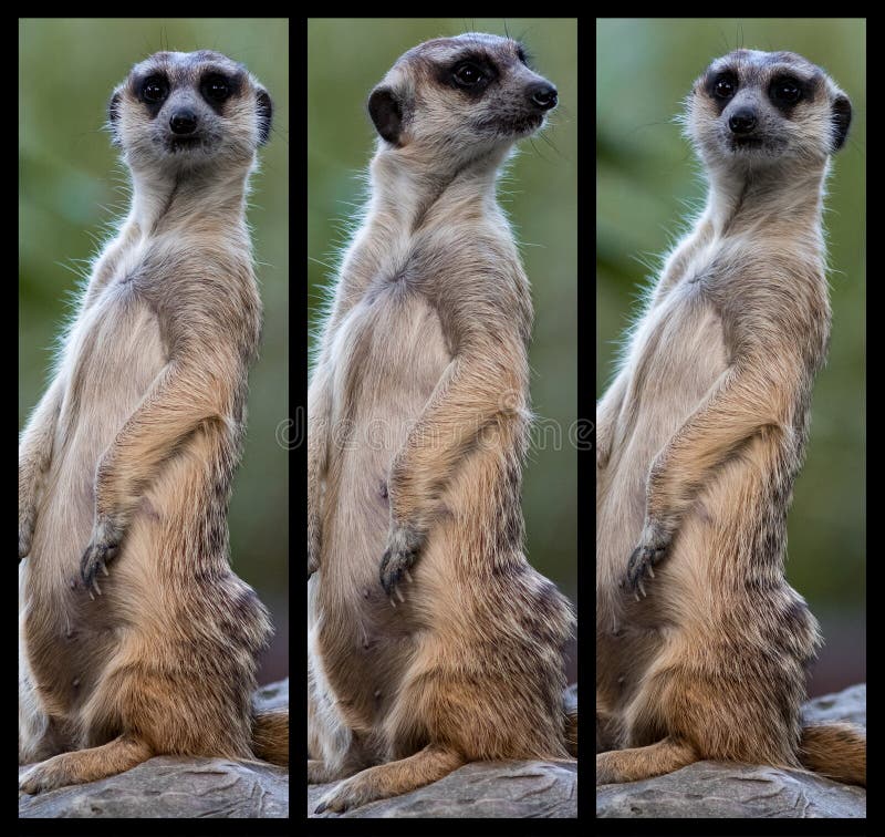 The meerkat stock photo. Image of body, chart, hair, meerkat - 62376846
