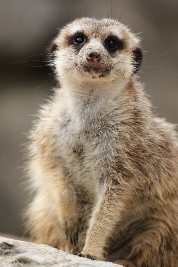 Meerkat (Suricatta Suricatta) Stock Image - Image of nature, suricatta ...