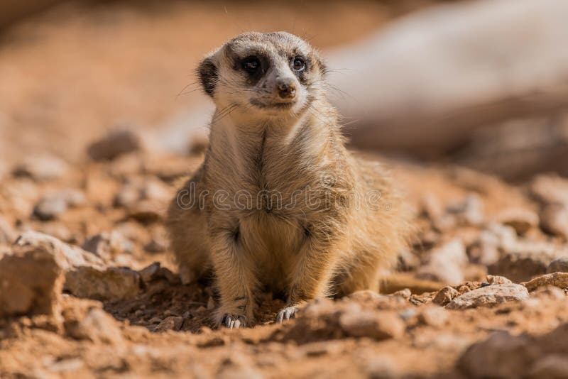 Meerkat Surikate in Desert stock photo. Image of desert - 169652840