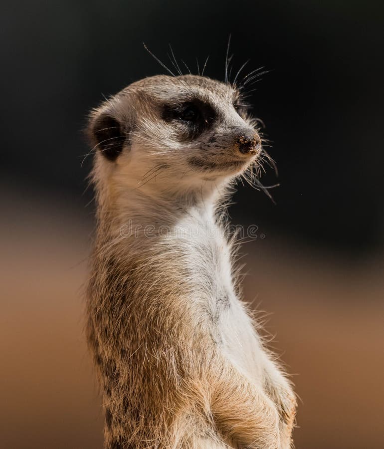 Meerkat Surikate Som Finnas I Zoo, Australien Fotografering för ...