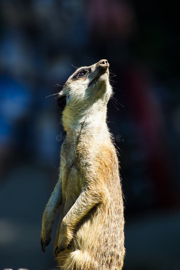 Meerkat (Surikate stock photo. Image of cute, curious - 156050242