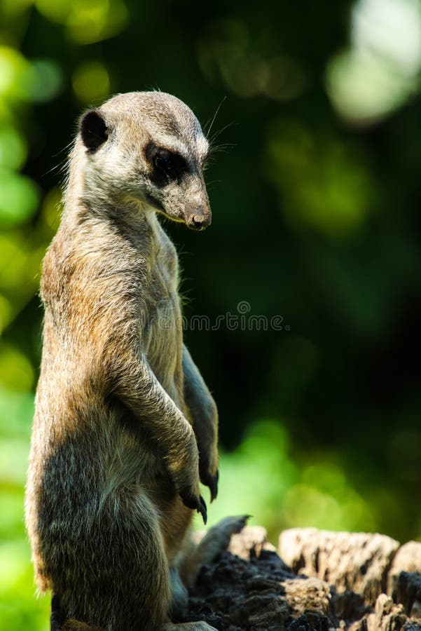 224 Animal Surikate Stock Photos - Free & Royalty-Free Stock Photos ...