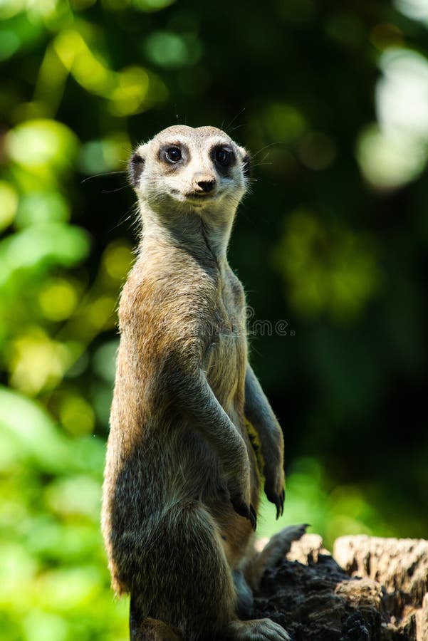 Meerkat (Surikate stock photo. Image of eyes, nature - 156051804