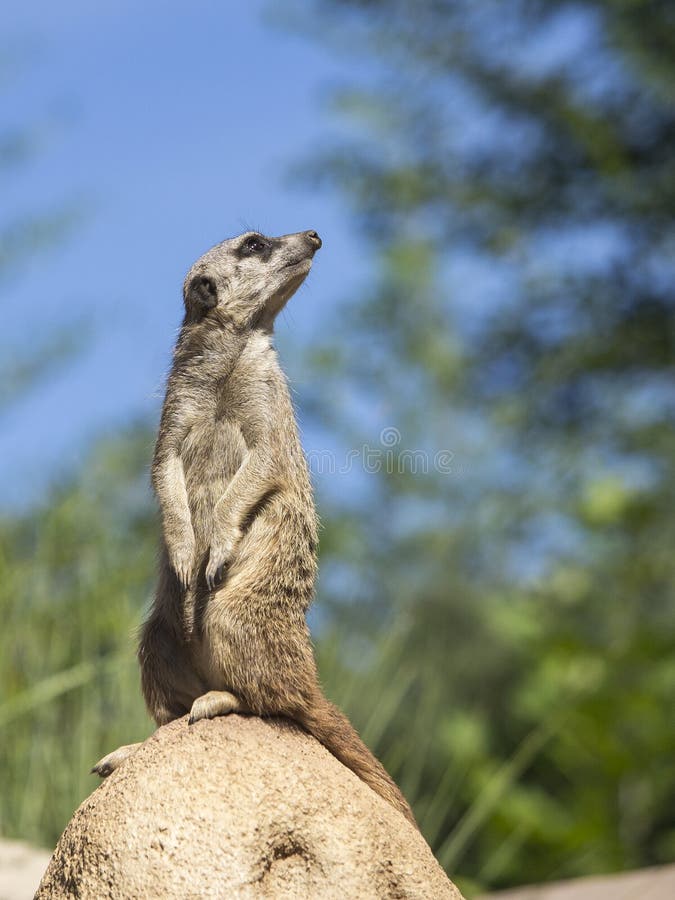 Meerkat (Surikate) stock image. Image of southern, ecology - 75585765