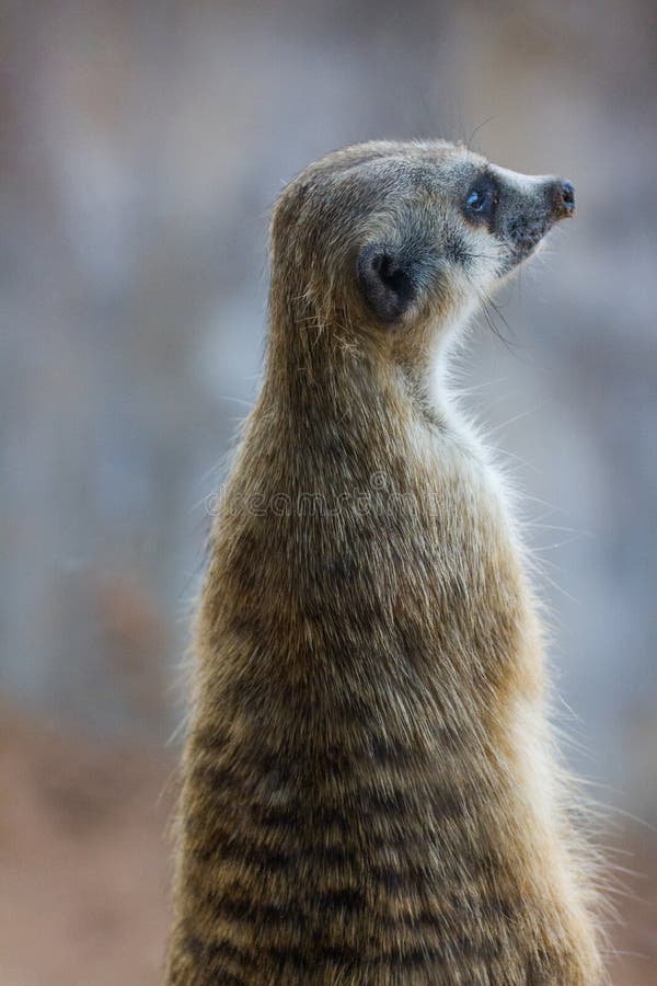 Meerkat Surikate sitting stock image. Image of animal - 193174101