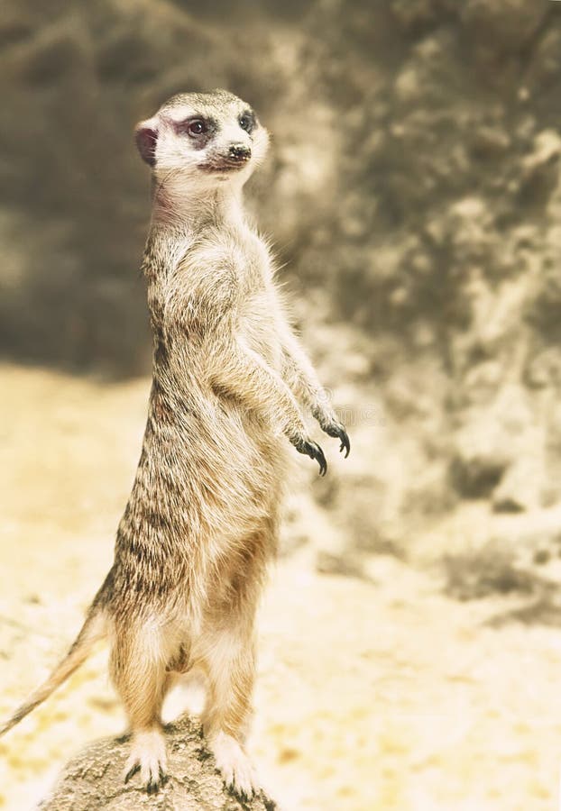 Meerkat Surikate Standing on the Rock Stock Image - Image of animal ...