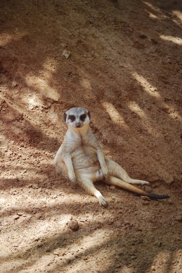 Meerkat stock image. Image of conservation, male, ecology - 63032395
