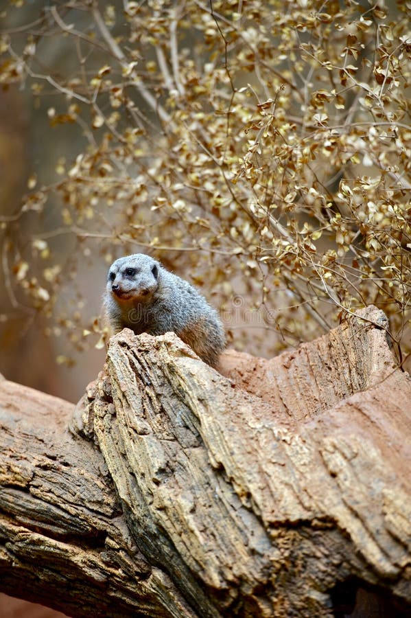 Meerkat on the Tree stock image. Image of safari, africa - 24709851
