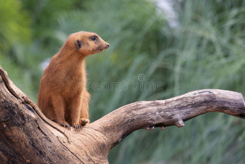 Meerkat on the tree stock photo. Image of lookout, brown - 70660204