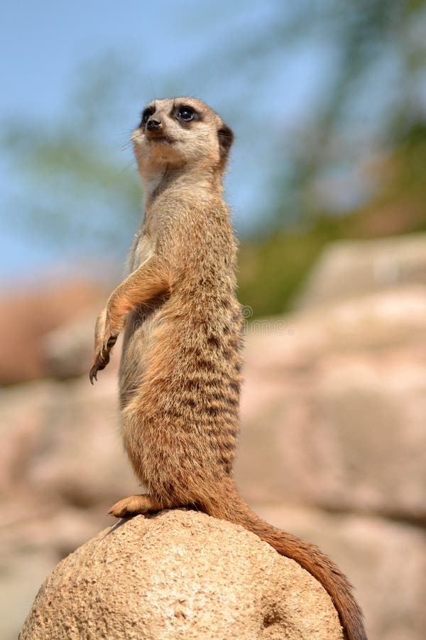 Meerkat stock photo. Image of hunting, territory, lookout - 49546908