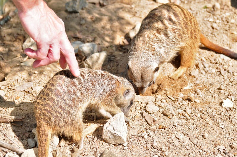 Meerkat stock photo. Image of hand, care, meerkat, africa - 48532586