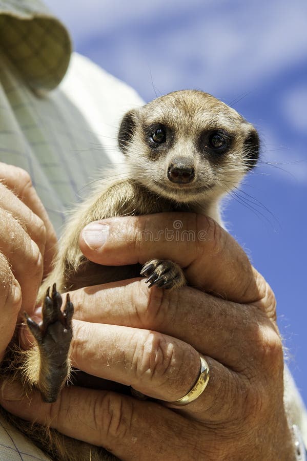 Meerkat, Up Close, in a Man`s Hands Stock Image - Image of cute, face ...