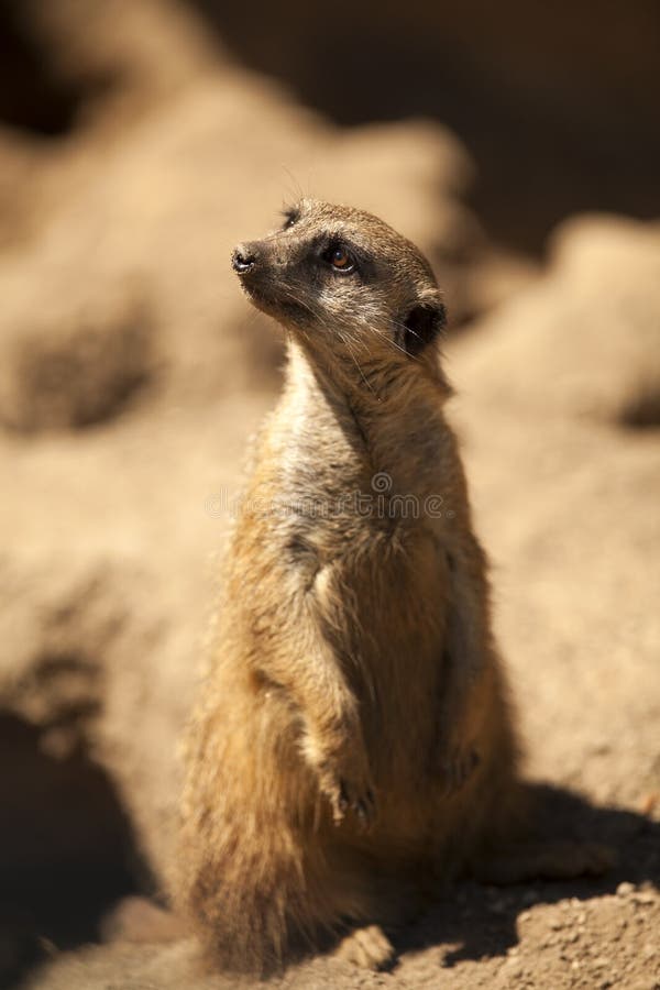 Meerkat stock photo. Image of standing, adapted, africa - 31712578
