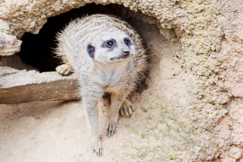 Meerkat voor een hol stock foto. Image of wacht, afrika - 26203462