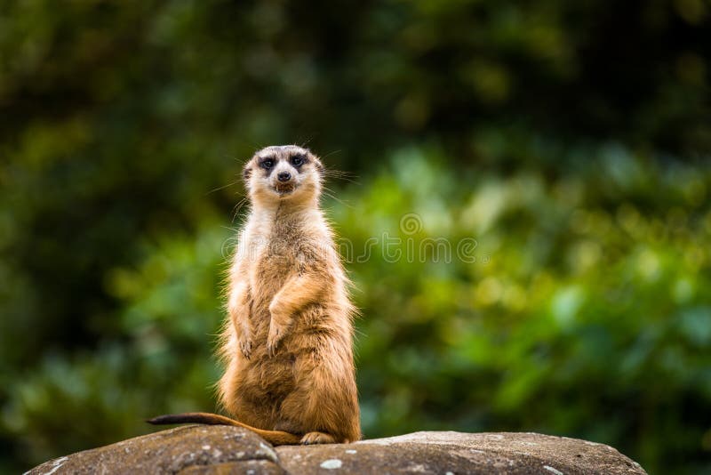 Meerkat on the Waiting in Nature Stock Photo - Image of park, face ...