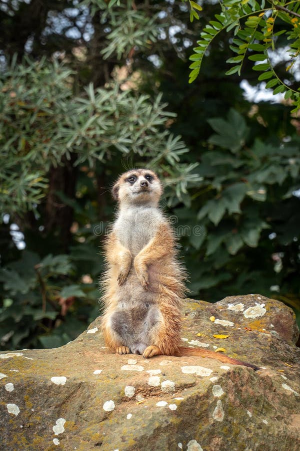 Meerkat on the watch stock photo. Image of wildlife - 233512376