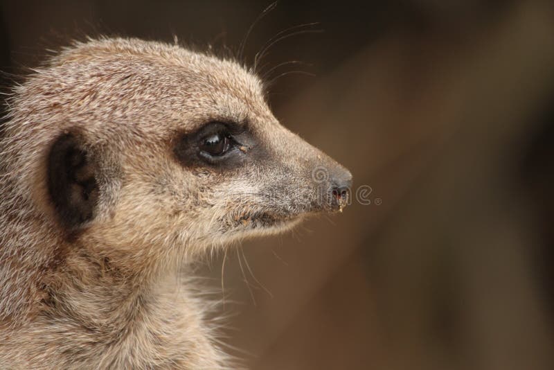 Meerkat stock image. Image of fauna, watch, meerkat, wildlife - 44577059