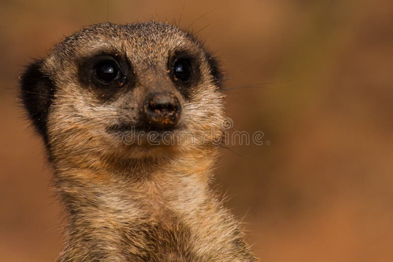 A Fat Meerkat stock photo. Image of beige, meerkat, standing - 27255558