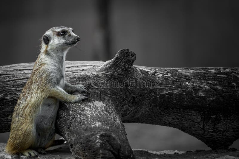 Meerkat on the watch stock photo. Image of suricatta - 151775240