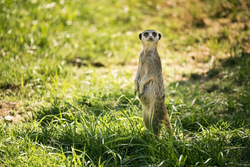 Meerkat on watch stock photo. Image of looking, duty - 46445680
