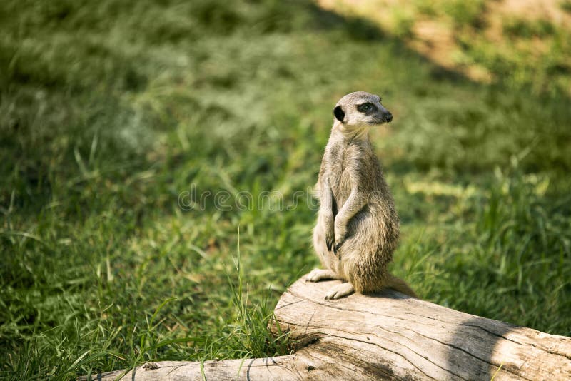 Meerkat on a Watch Standing Stock Photo - Image of alert, brown: 118032780