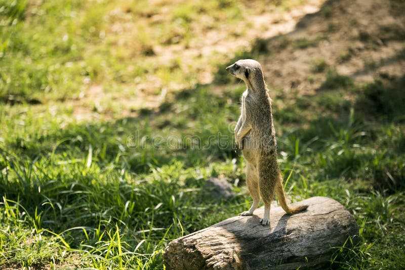 Meerkat on watch stock image. Image of mongoose, watching - 21287149