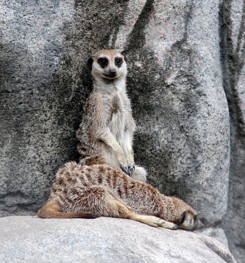 Meerkat watcher stock photo. Image of meerkat, watcher - 42764732