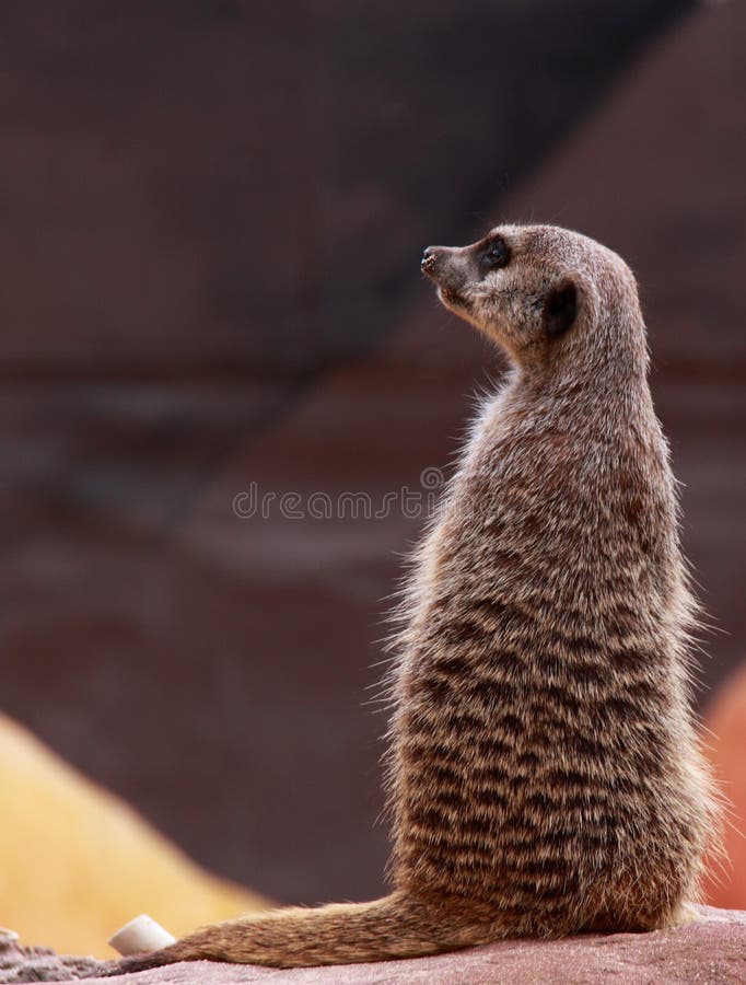 Meerkat Watching stock photo. Image of orange, furry - 12499004