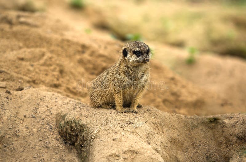Meerkat watching stock image. Image of burrow, animal - 23688445