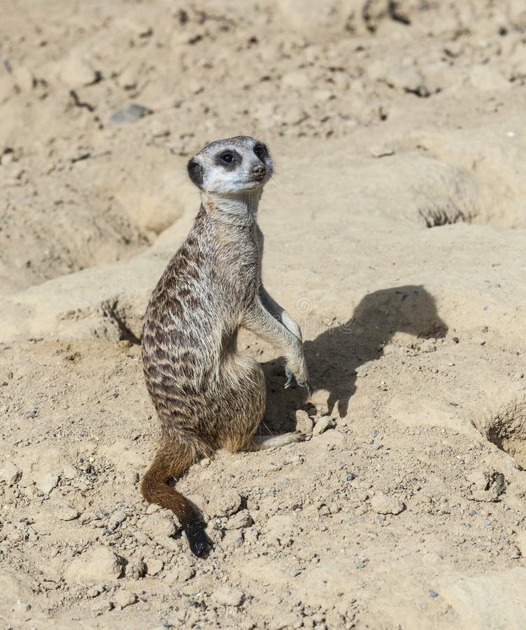 Meerkat Watching the Environment Stock Photo - Image of mongoose ...