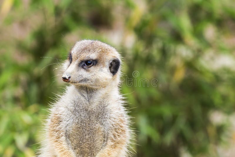 A meerkat is watching stock photo. Image of environment - 94569200