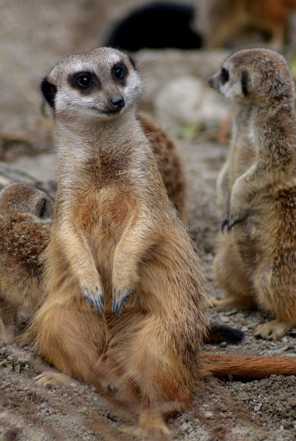 Meerkat watching stock image. Image of stands, cute, adorable - 58858231
